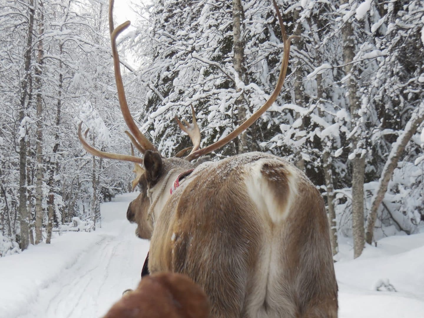 Reindeer Farts are Melting the North Pole (And Other Intimate ...