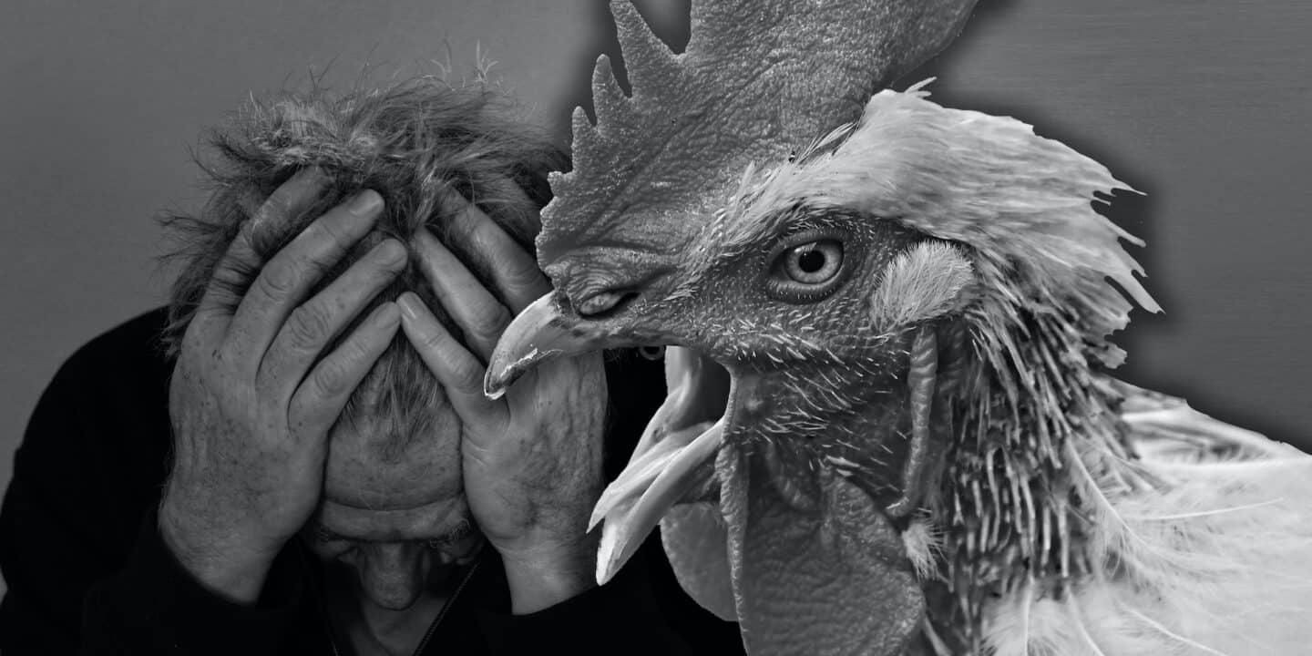 How to Get Your Son to Stop Cockfighting, While Still Being the Cool ...