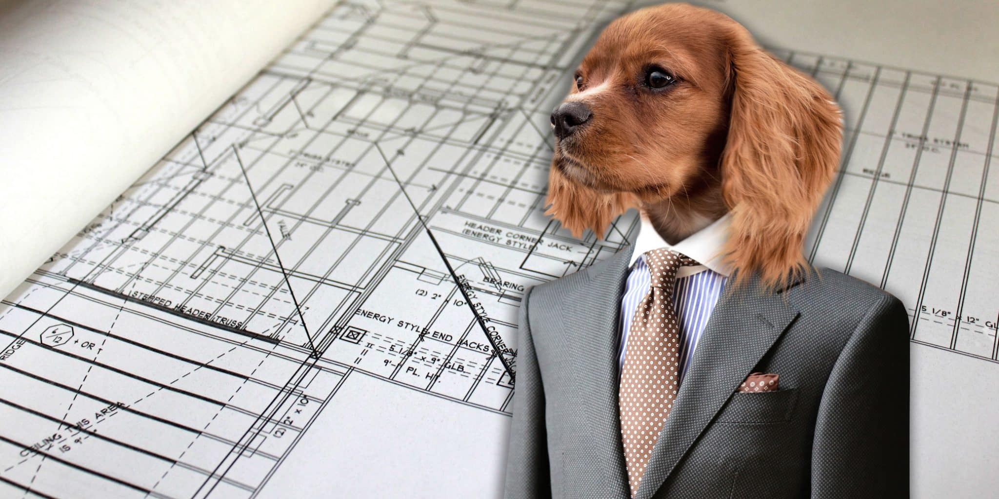 I’m a Dog Architect, and Here’s Why Your Whole House Should Be Windows ...