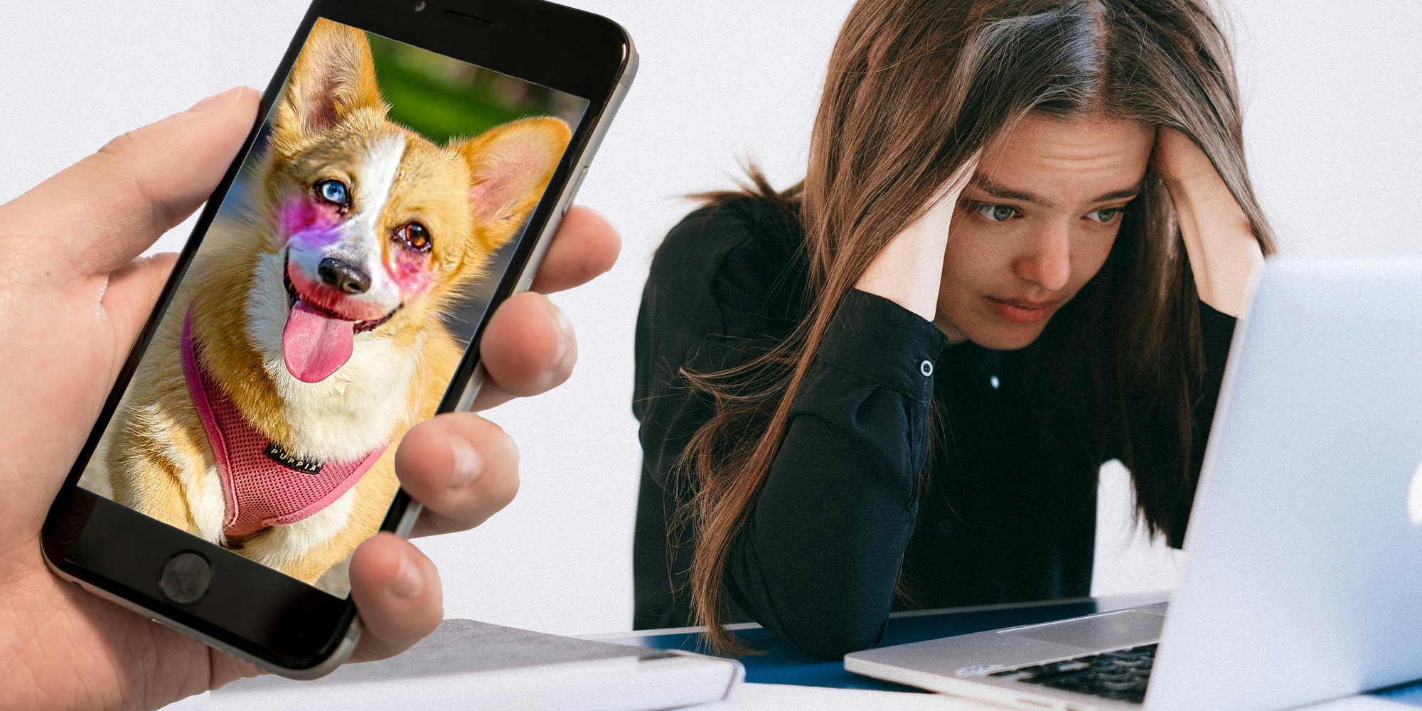 You Seem Unfulfilled at Your Job, Building a Facetune App for Dogs ...